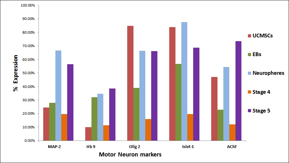 A Highly Efficient Culture Technique for Derivation of Motor Neurons ...