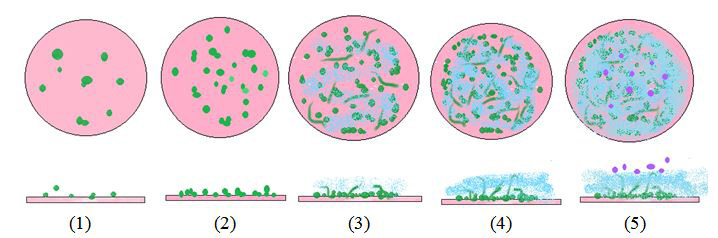 In Vitro Models to Study Candida albicans Biofilms | Journal of ...